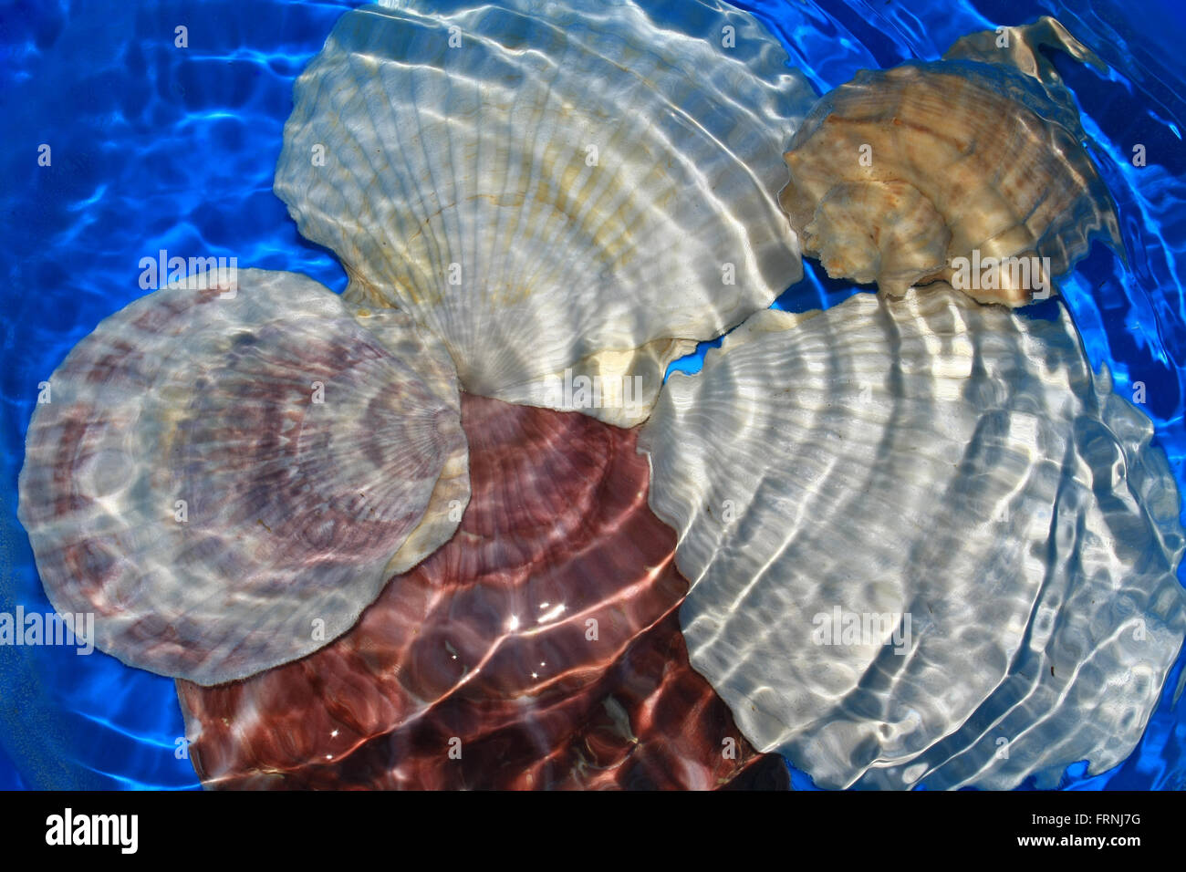 seashell under water with waves Stock Photo - Alamy