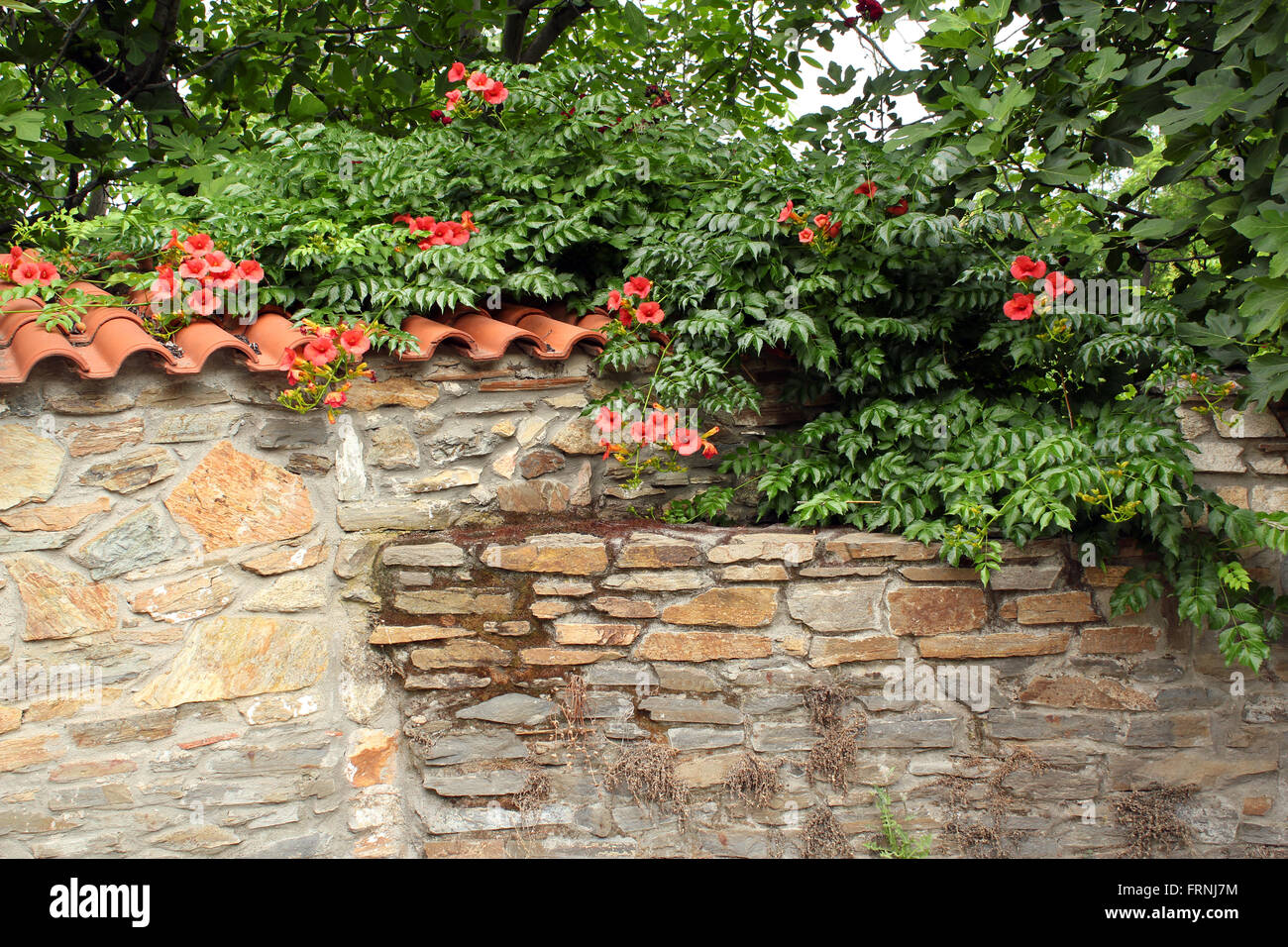 Stone wall with flowers hi-res stock photography and images - Alamy