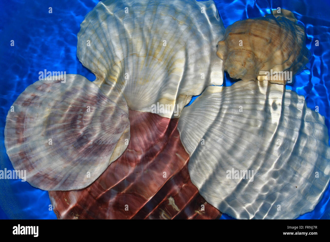 Seashell and water hi-res stock photography and images - Alamy