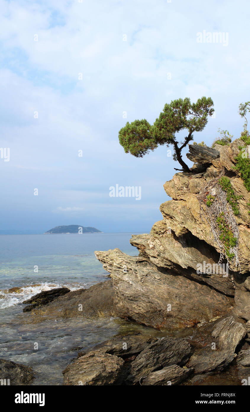 Pine tree on rock above hi-res stock photography and images - Alamy
