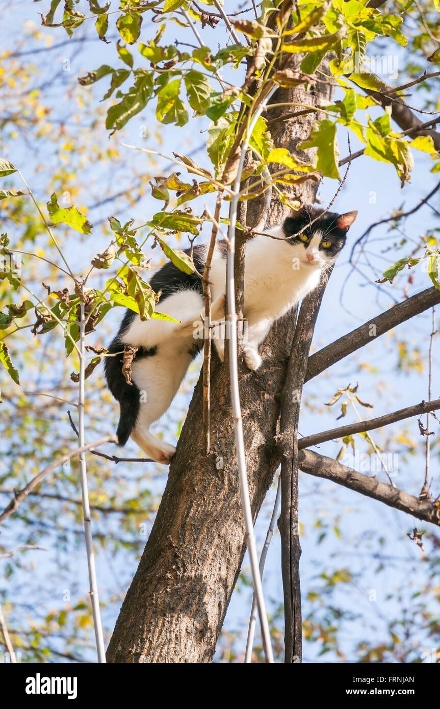 Black and white cat tree trunk hi-res stock photography and images - Alamy
