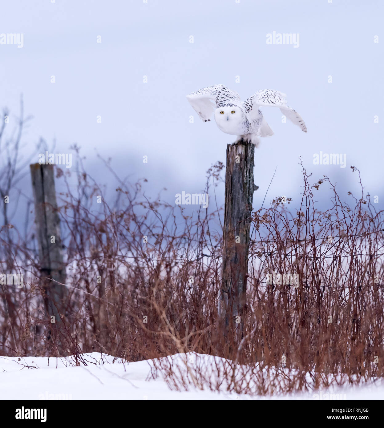 Snowy Owl with Open Wings Ready to Take Off Stock Photo - Alamy