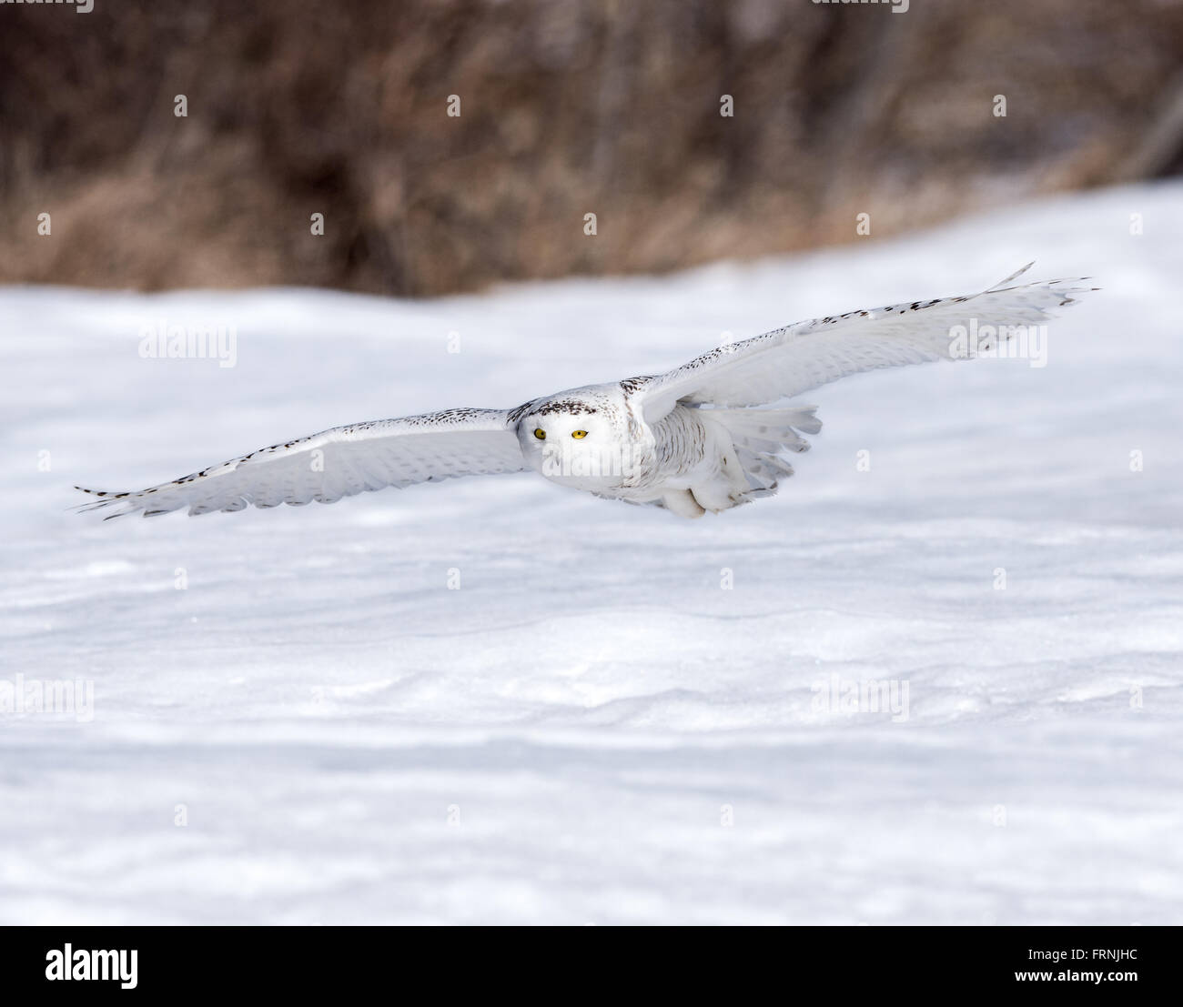 Snowy Owl Flying Low Over Field Stock Photo - Alamy