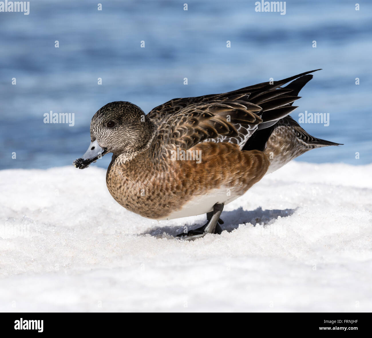 Female American Widgeon High Resolution Stock Photography and Images ...