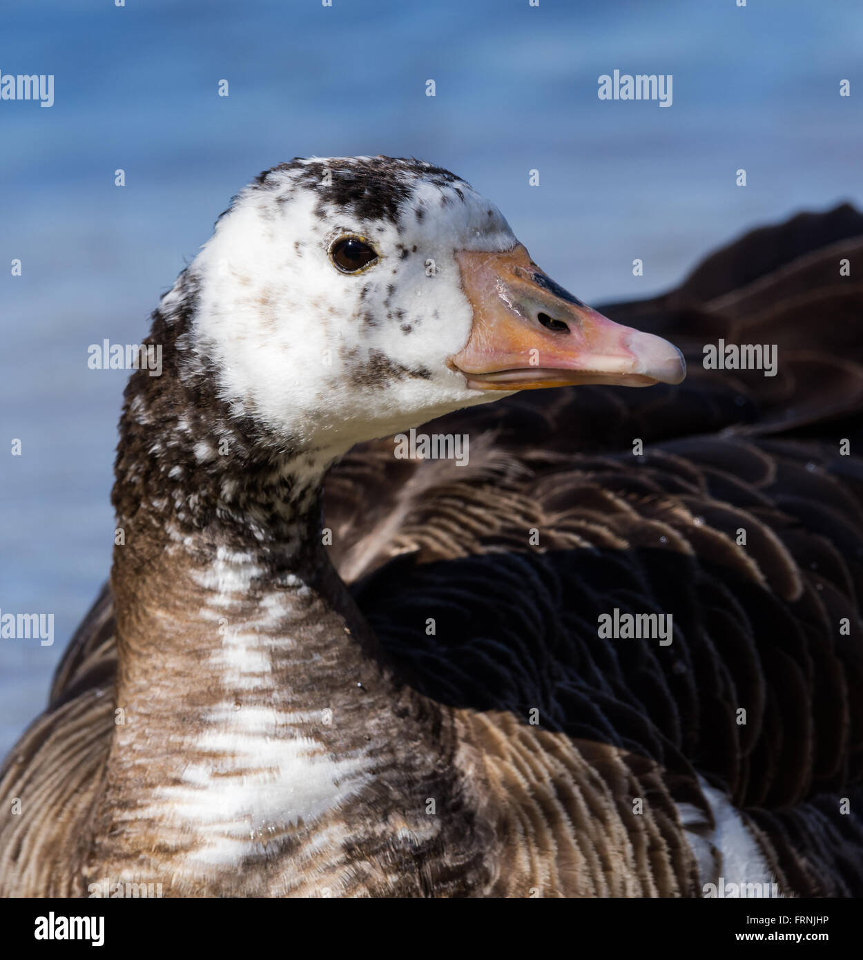 Leucistic Canada Goose Portrait Stock Photo - Alamy