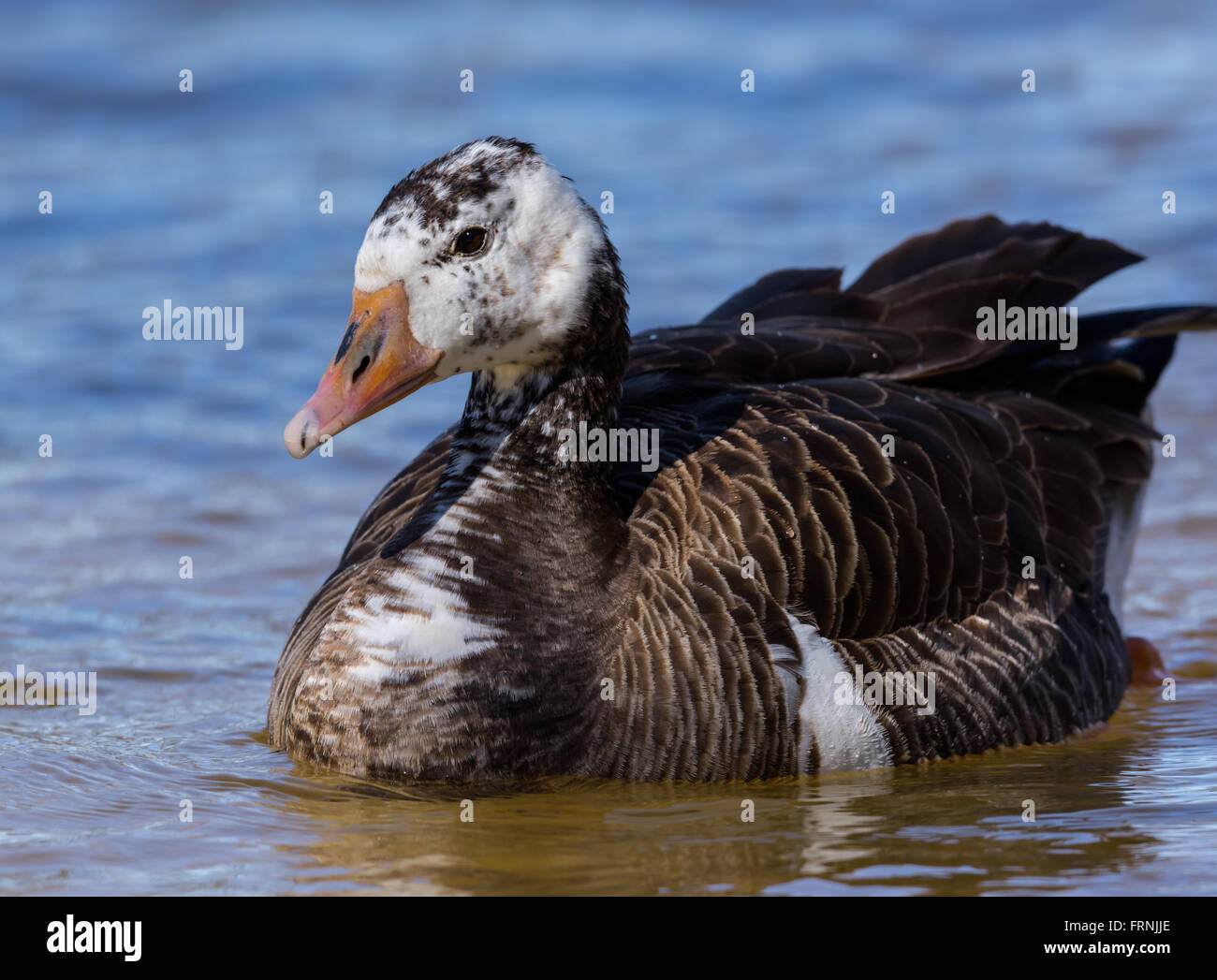 Leucistic geese hi-res stock photography and images - Alamy