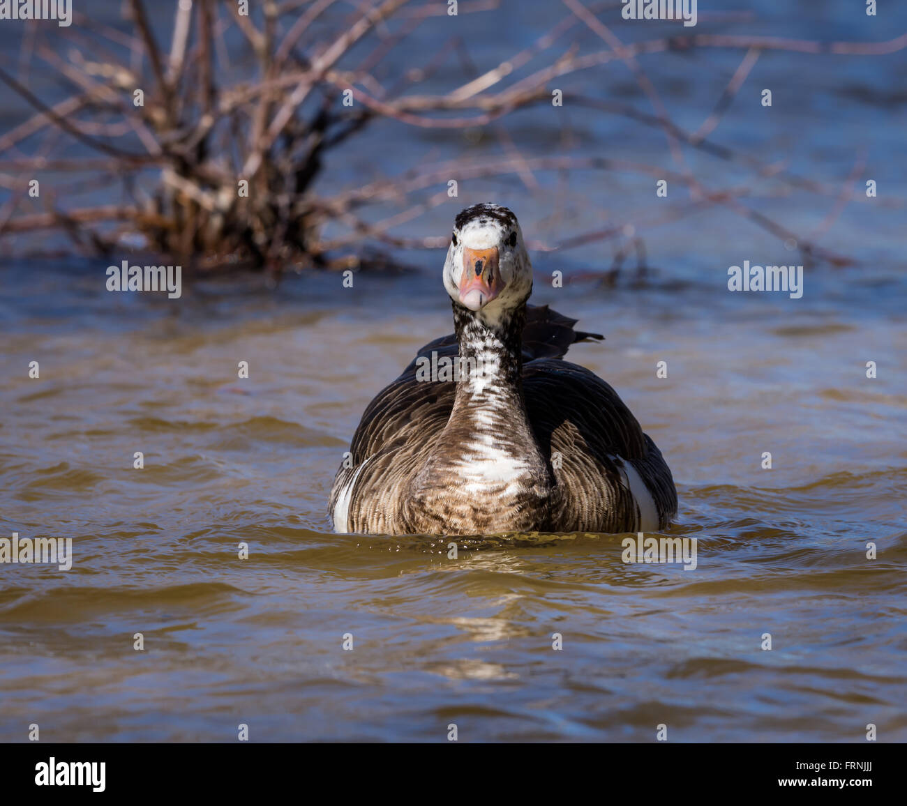 Leucistic geese hi-res stock photography and images - Alamy
