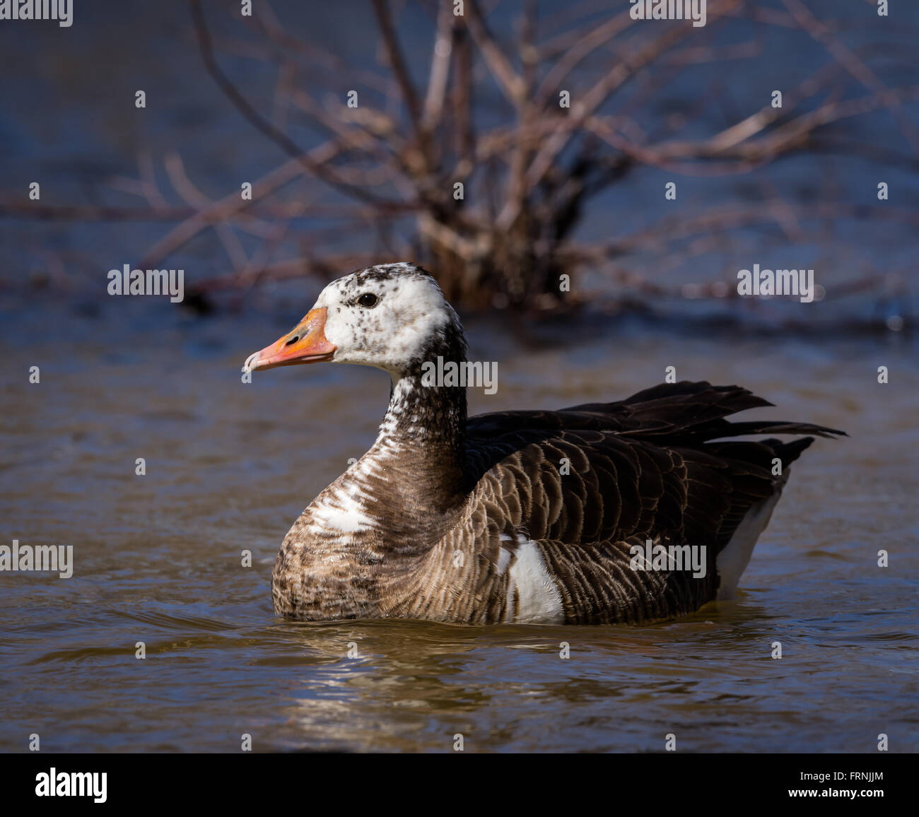Leucistic Canada Goose Swimming Stock Photo - Alamy