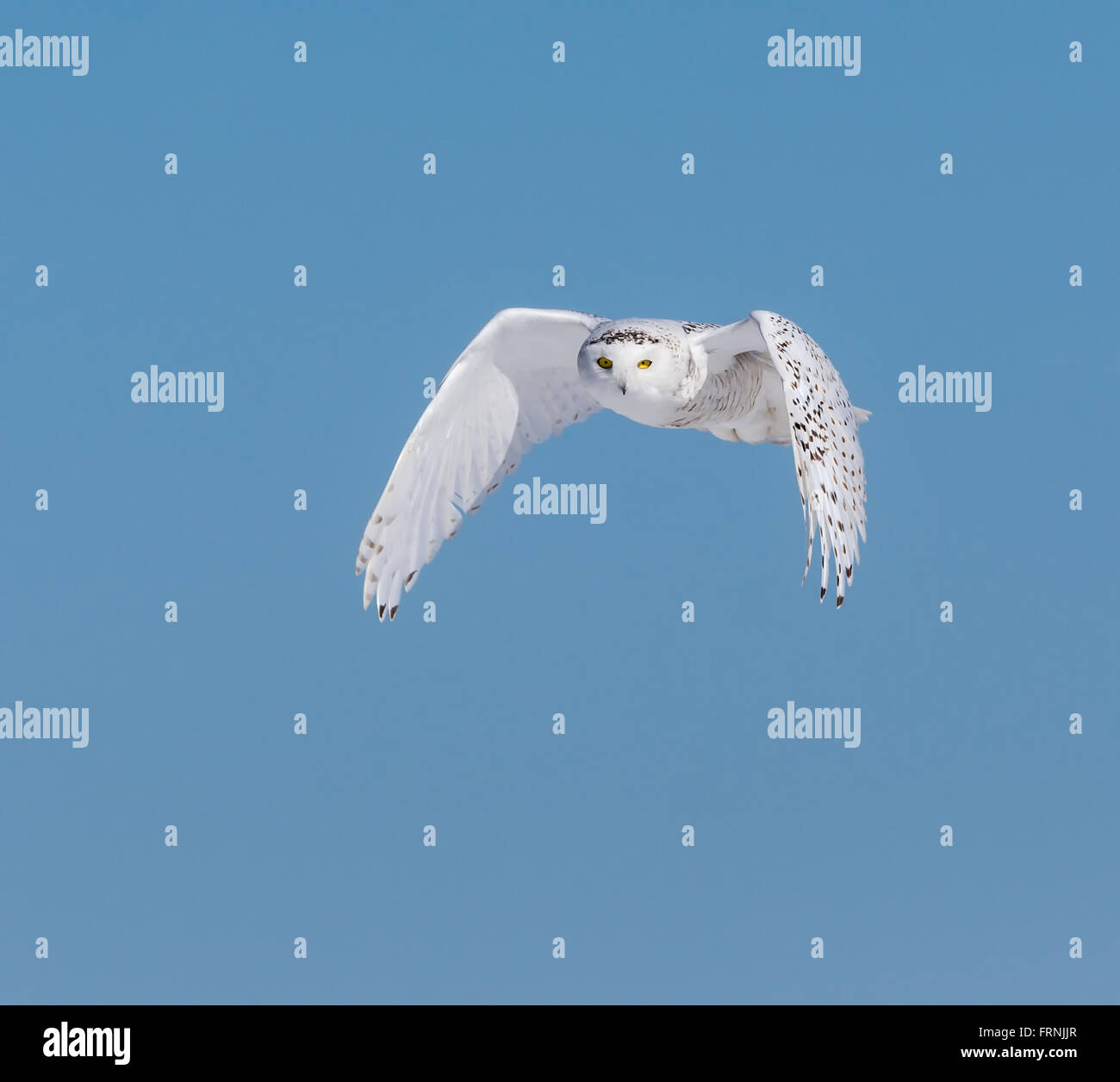 Snowy Owl in Flight on Blue Sky Stock Photo - Alamy