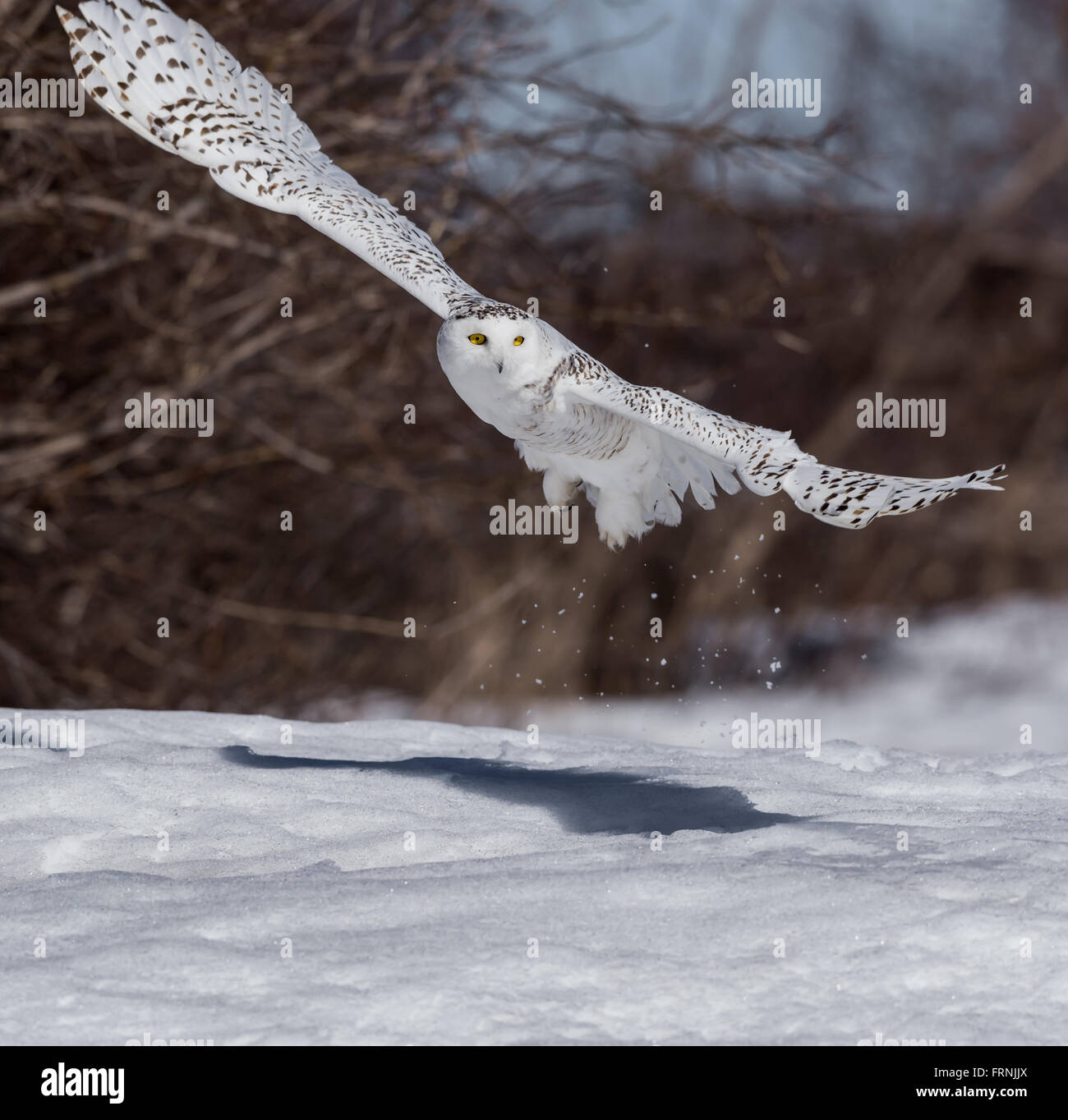 Snowy Owl Taking Off Stock Photo - Alamy