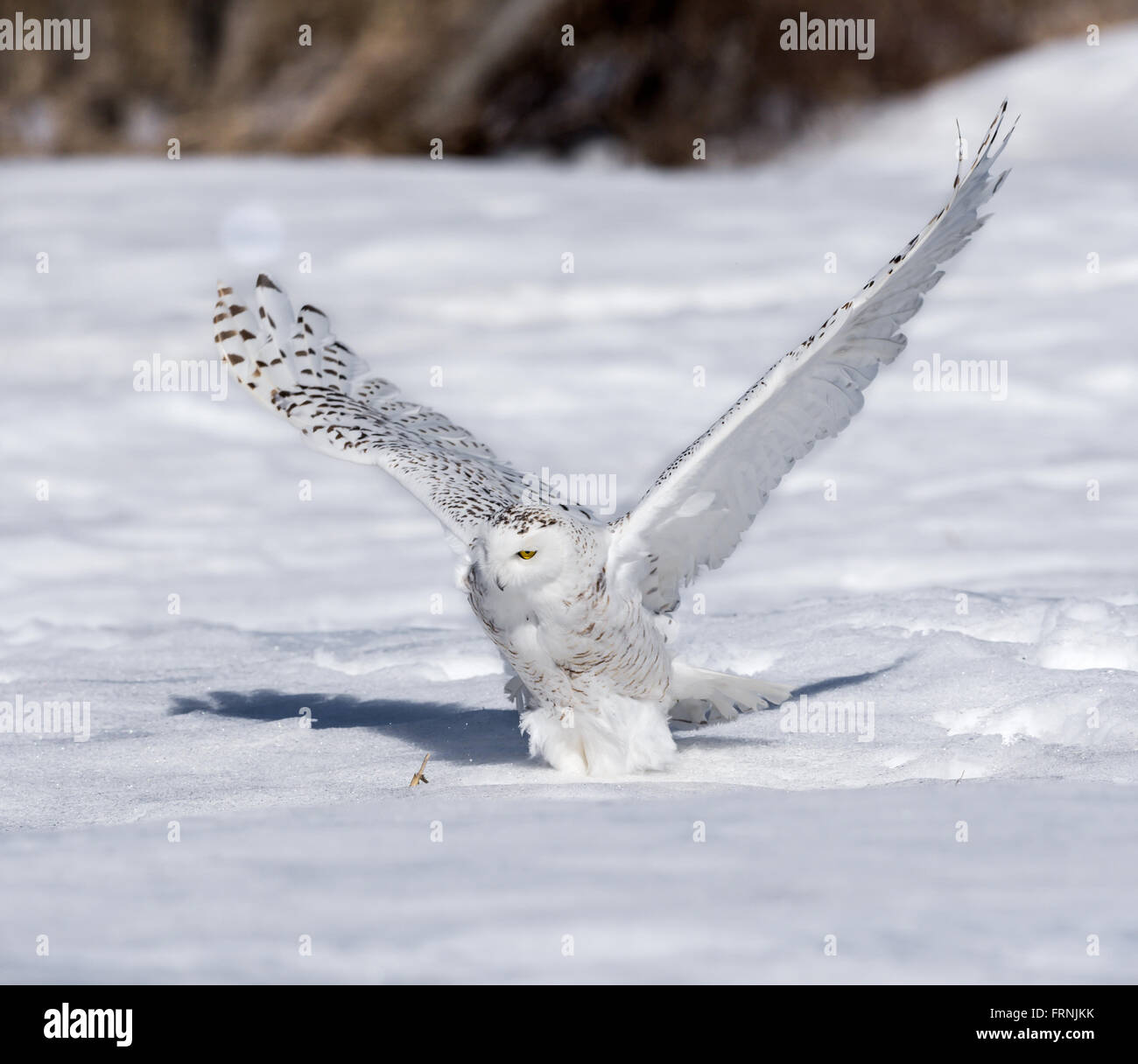 Snowy Owl Taking Off Stock Photo - Alamy