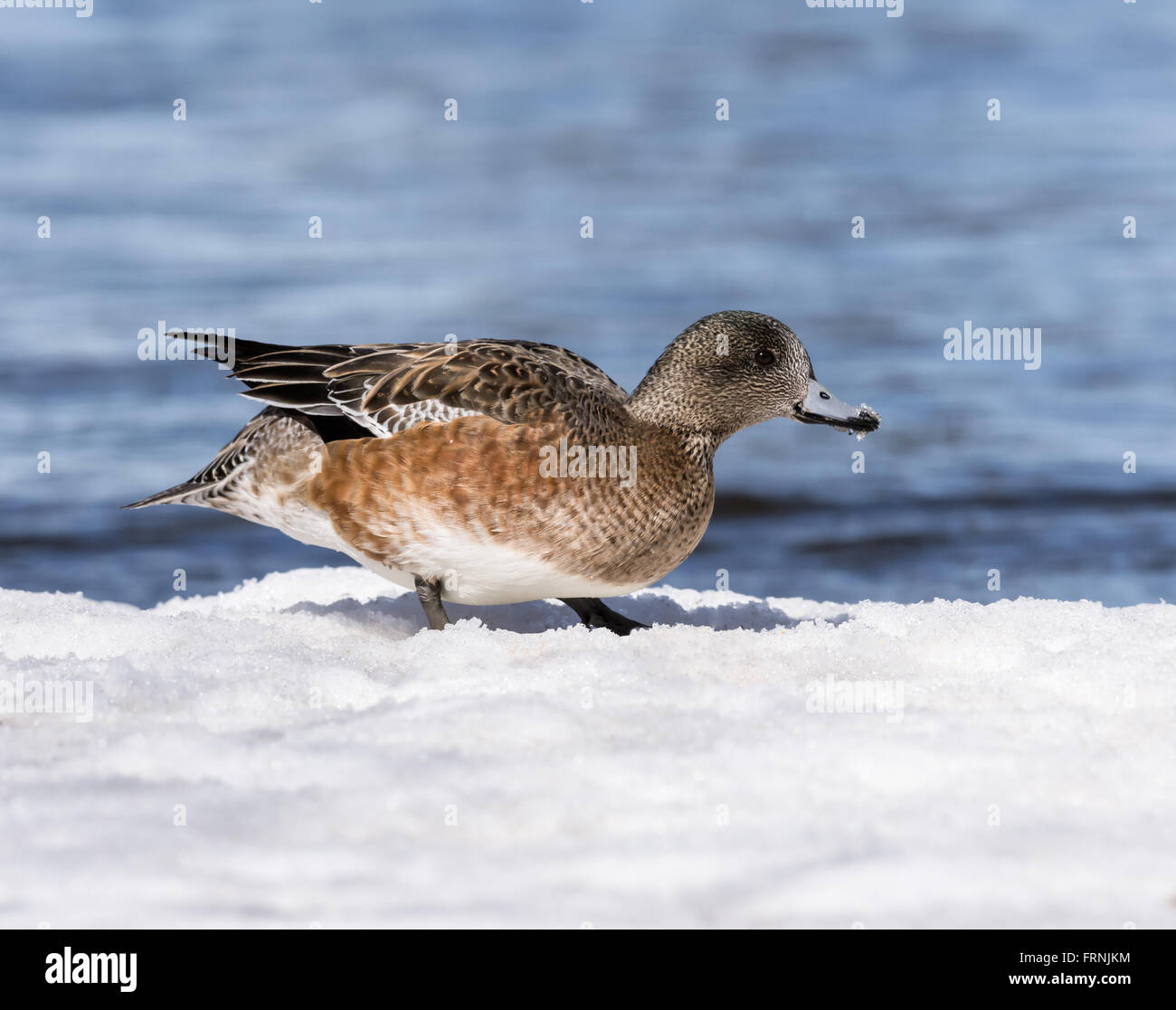 Wigeon identification hi-res stock photography and images - Alamy