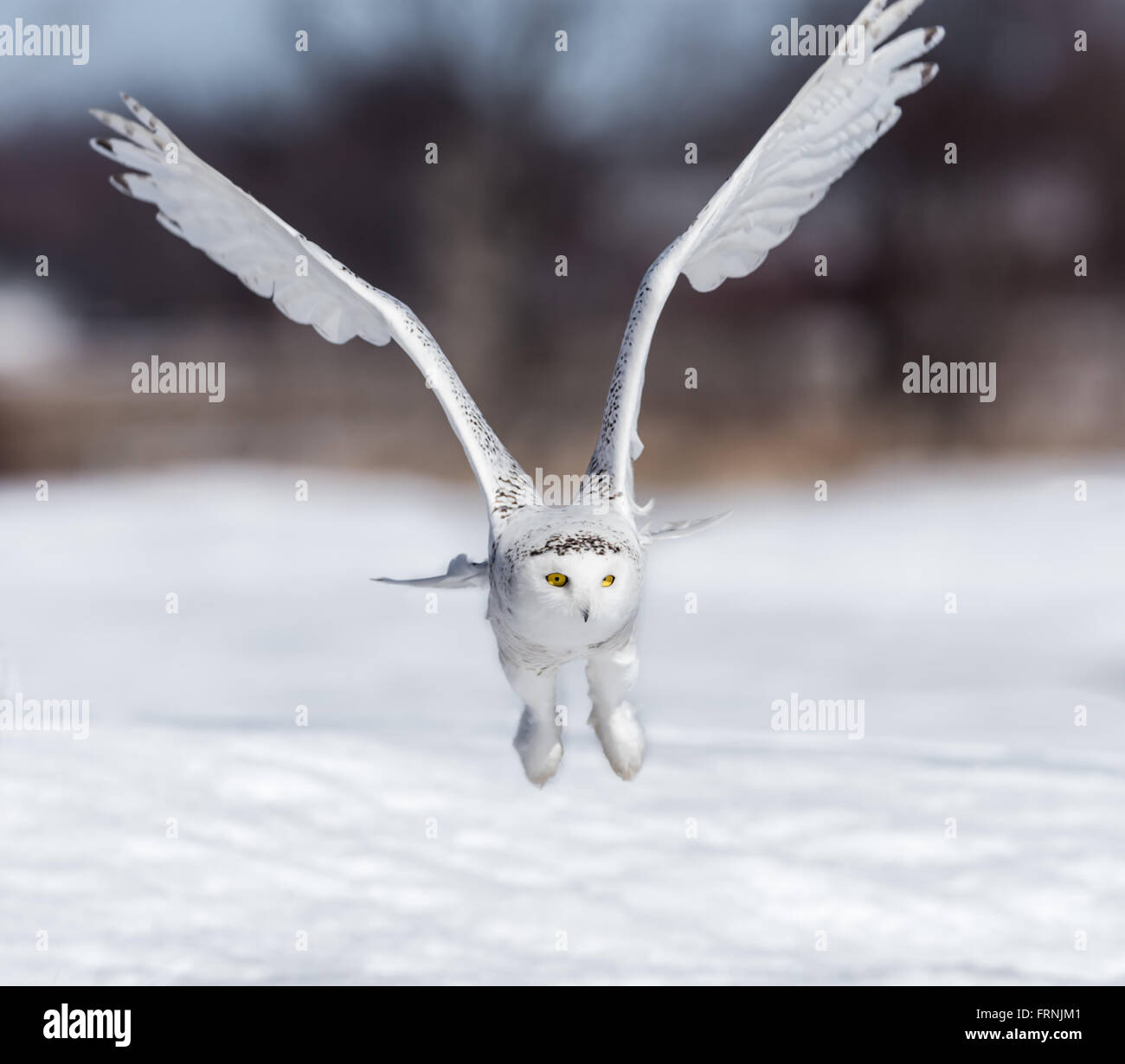 Snowy Owl in Flight Stock Photo - Alamy