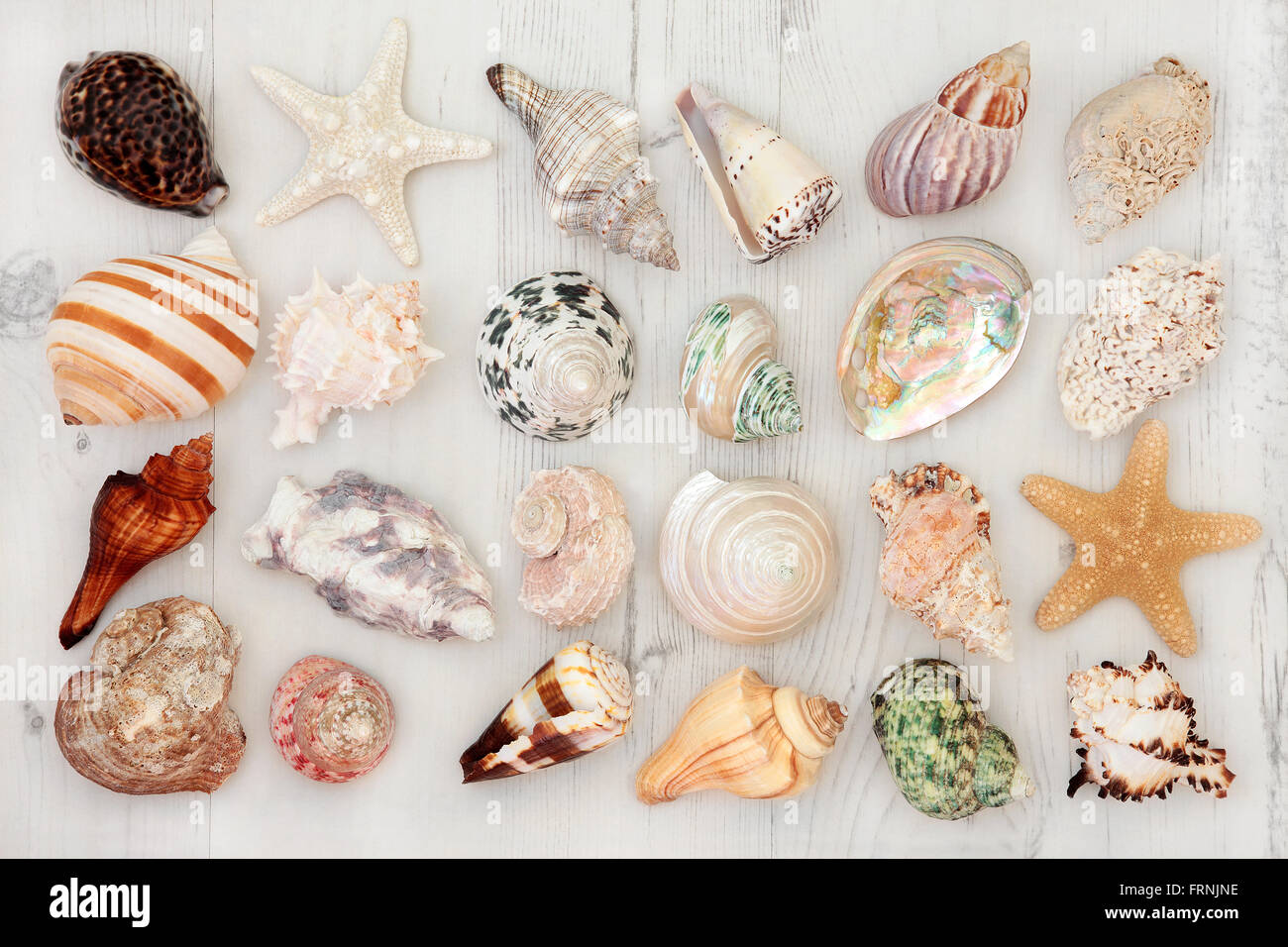 Large seashell collection on a distressed white wooden background Stock ...