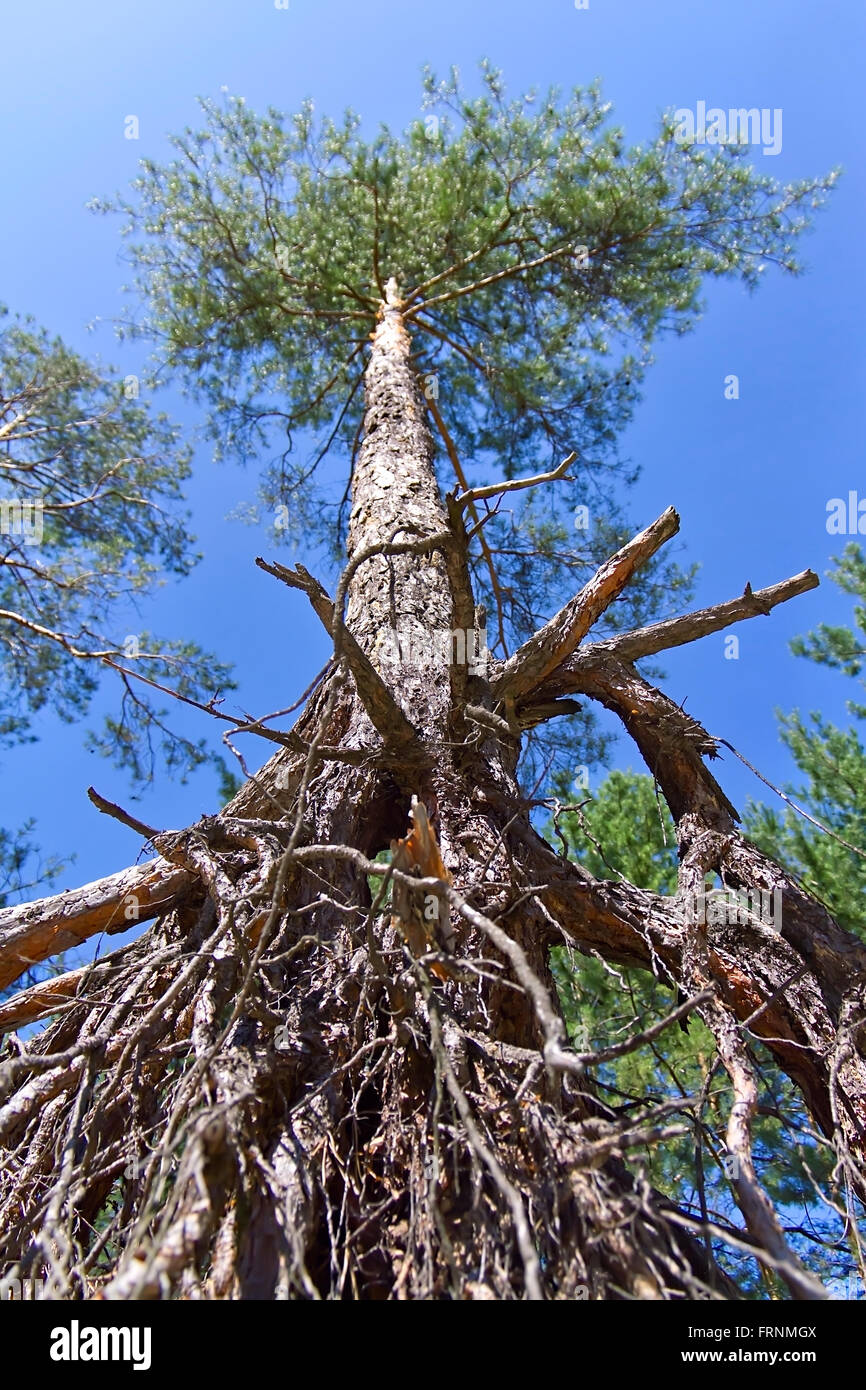 Tangled exposed roots hi-res stock photography and images - Alamy