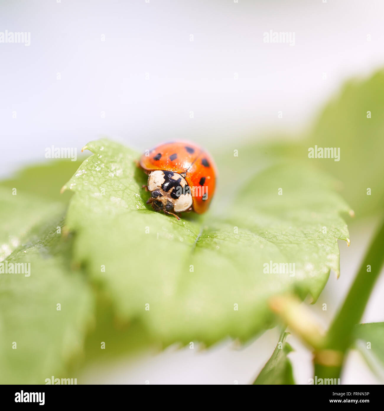 Ladybug on a Leaf Stock Photo - Alamy