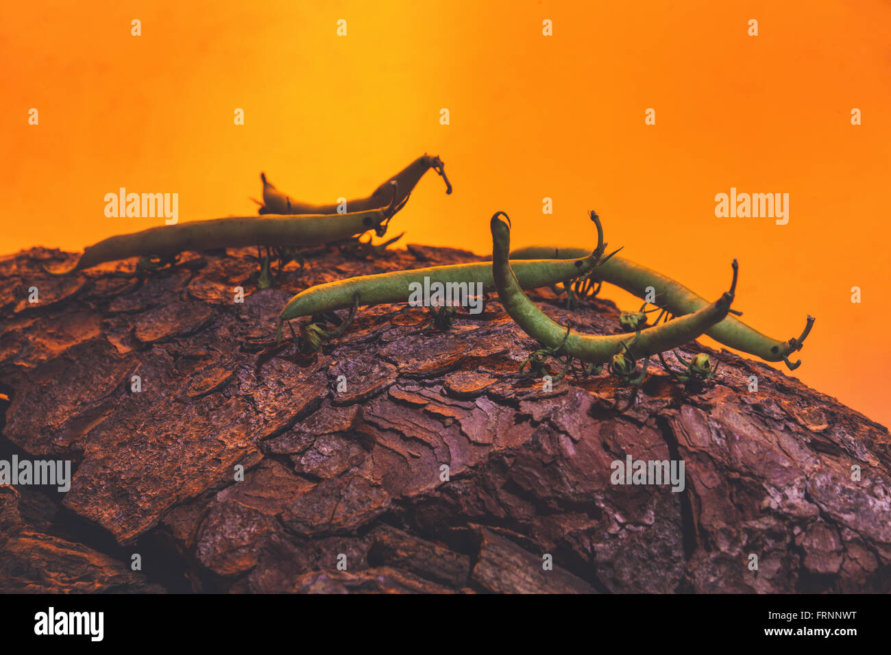Vegetables and animals hi-res stock photography and images - Alamy