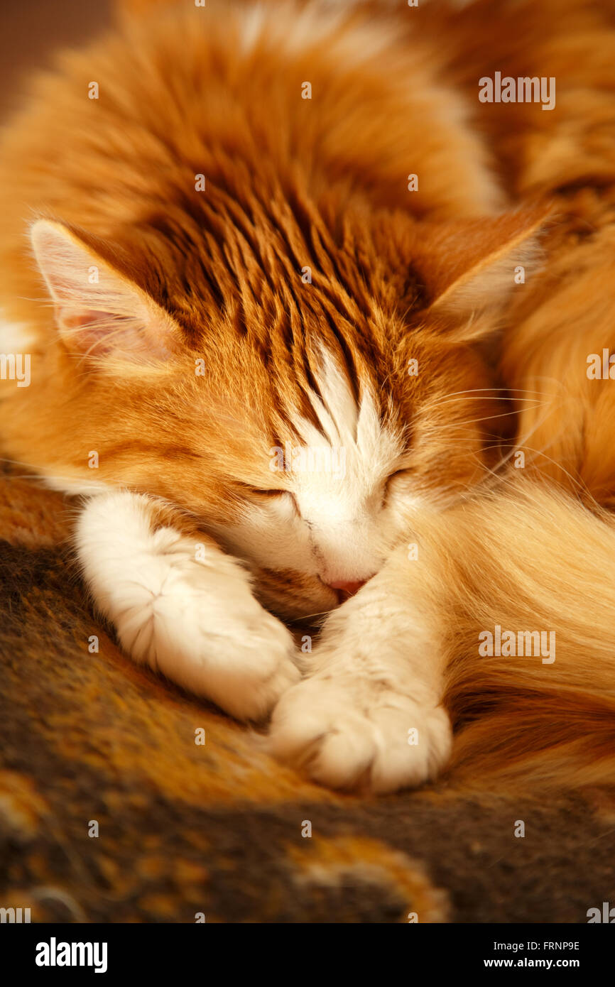 Red cat rolled himself up into a ball Stock Photo - Alamy