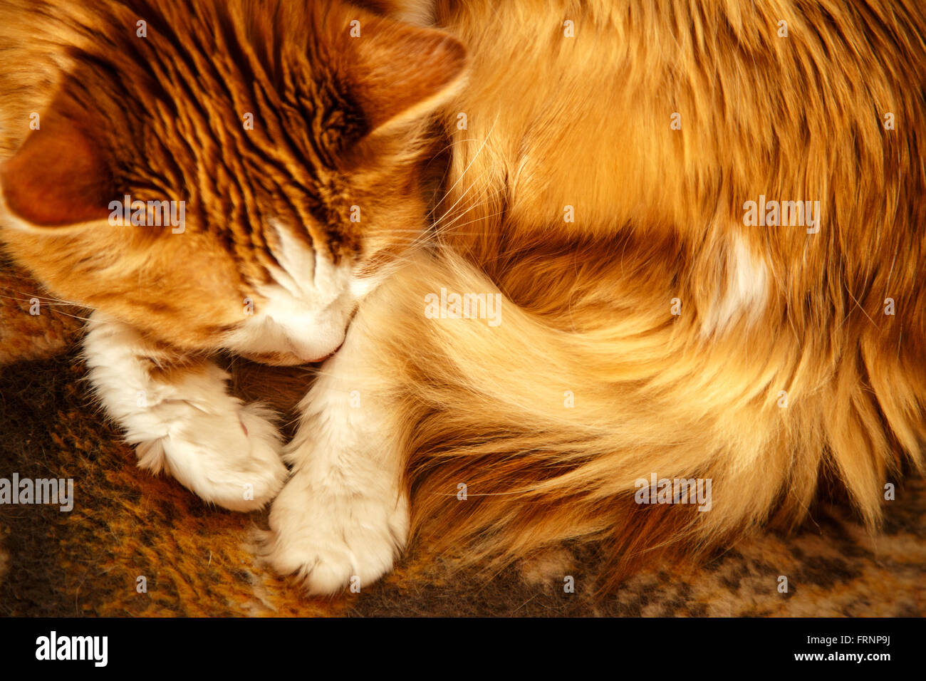 Rolled tail hi-res stock photography and images - Alamy