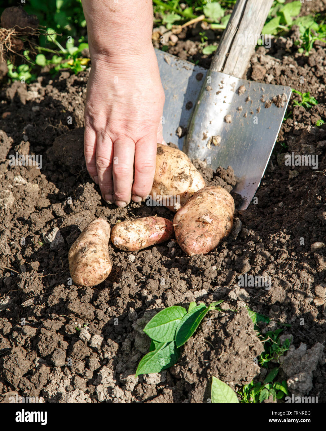 Earth up potatoes hi-res stock photography and images - Alamy