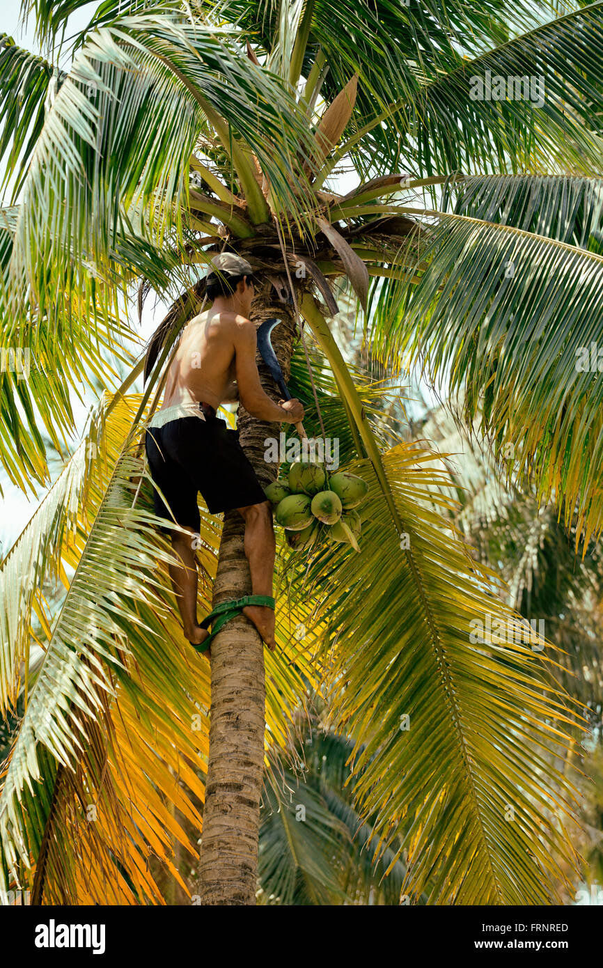 professional climber on coconut treegathering coconuts with rope Stock ...