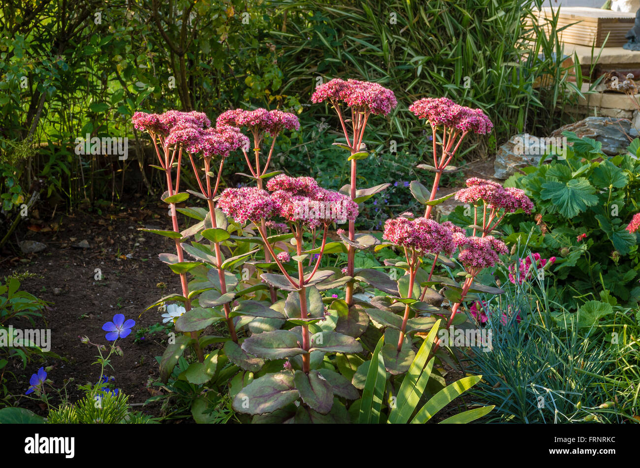 Sedum matrona hi-res stock photography and images - Alamy