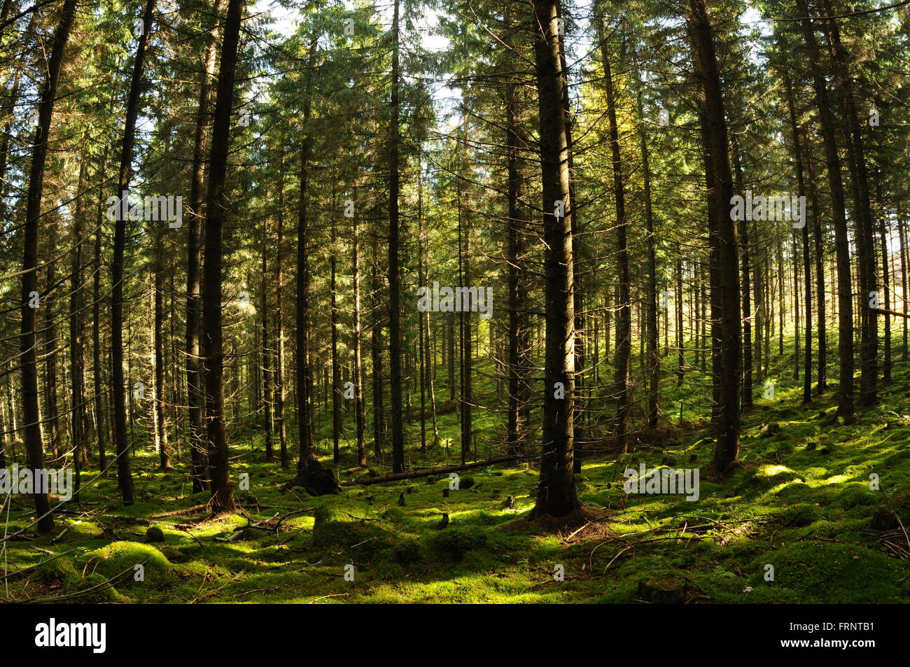 Fir tree forest penetrated with sunbeams, Puumala, Finland Stock Photo ...