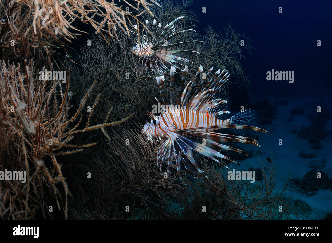 Maldives predator fish atoll hi-res stock photography and images - Alamy