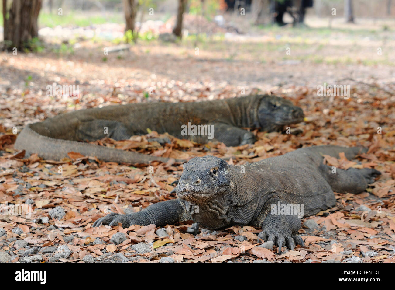 Komodo dragon tail hi-res stock photography and images - Alamy