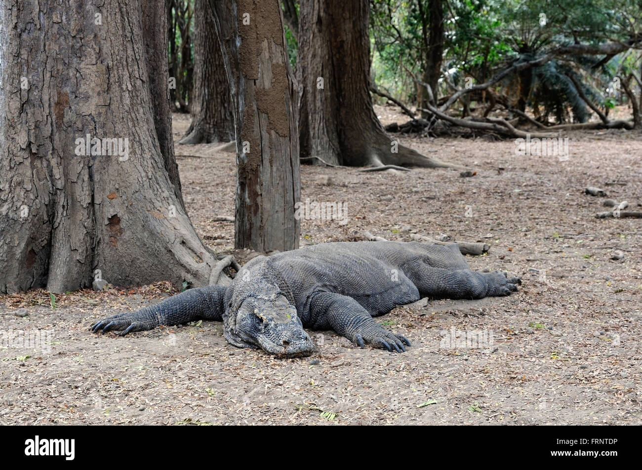 A Komodo dragon is lying under the tree in the Komodo national park ...