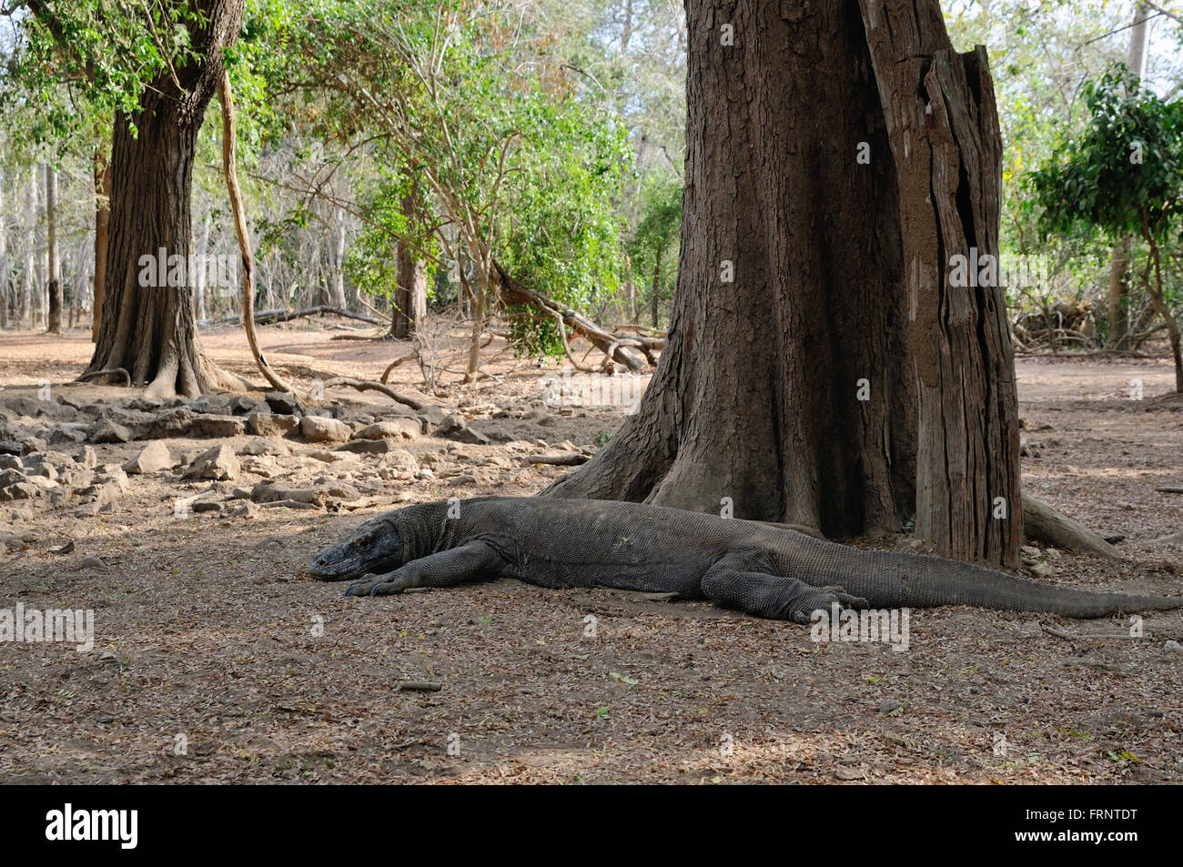 A Komodo dragon is lying under the tree in the Komodo national park ...