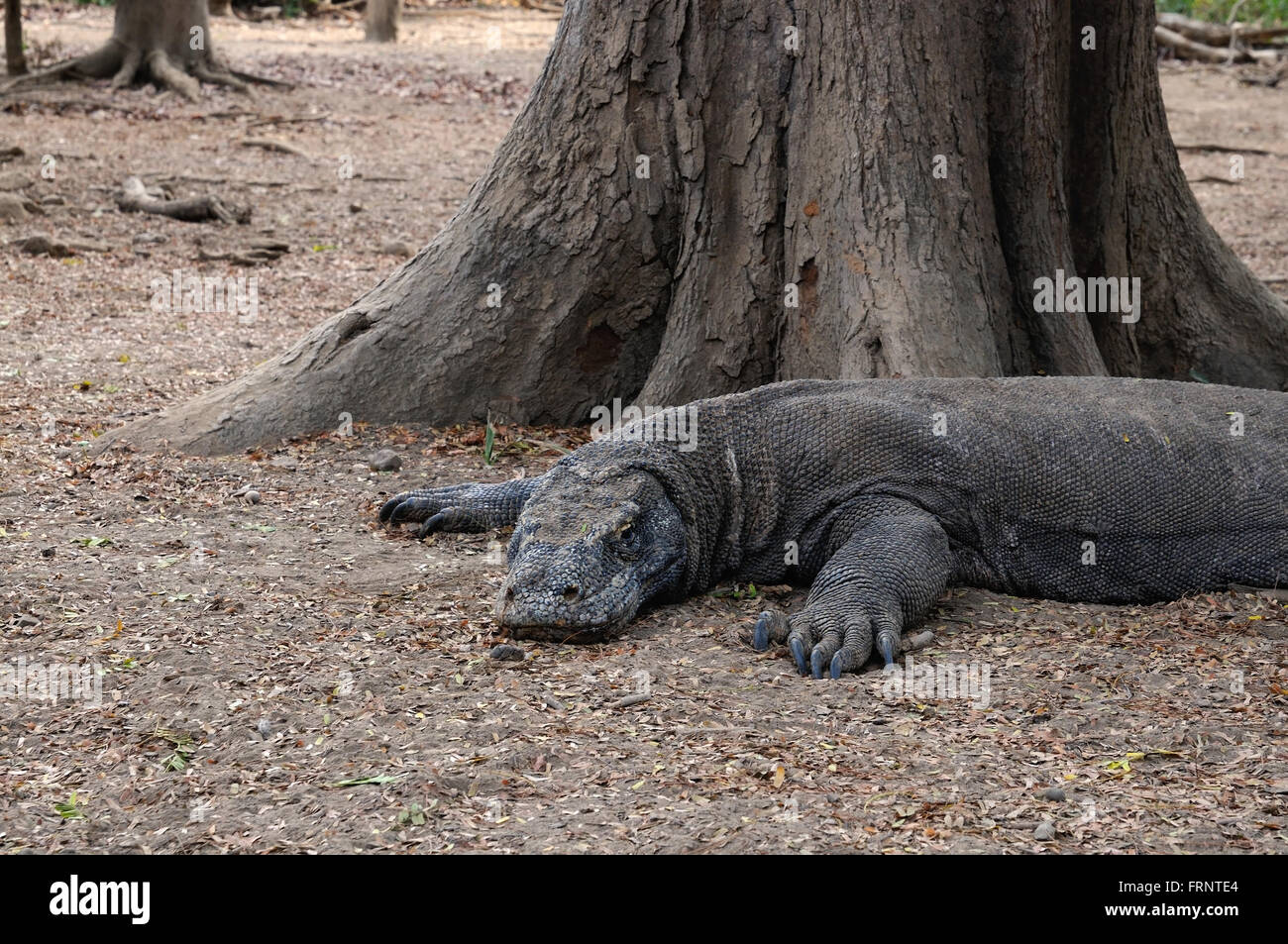 A Komodo dragon is lying under the tree in the Komodo national park ...