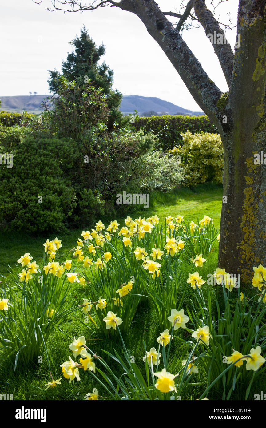 Conifers april uk garden hi-res stock photography and images - Alamy