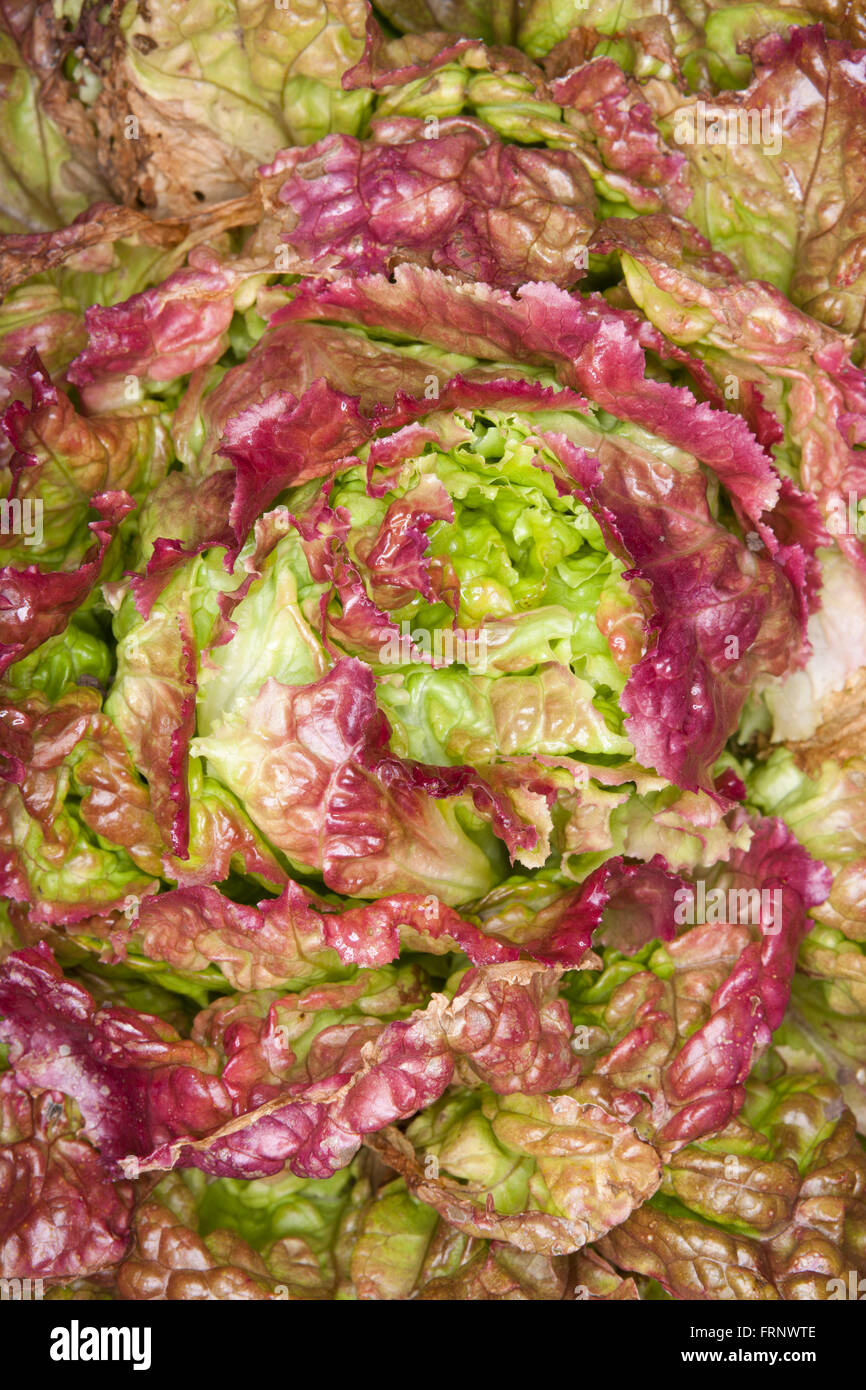 Close up detail of the tightly wrapped leaves of a lettuce plant in a ...