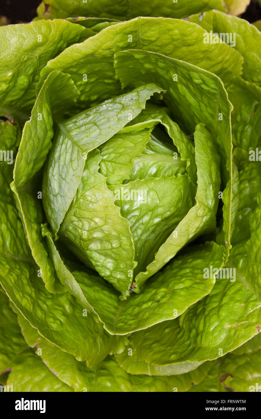 Close up detail of the tightly wrapped leaves of a lettuce plant in a ...