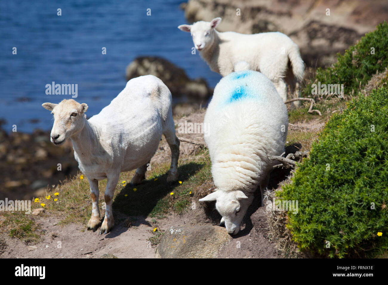 Sheep grazing on the steep cliffs of the North Wales coast Stock Photo ...