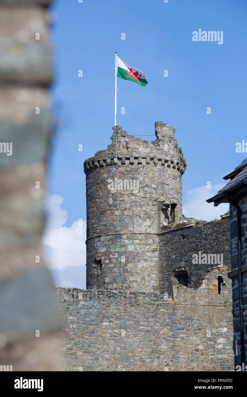 The Welsh flag flying over the walls of Harlech Castle in north Wales ...