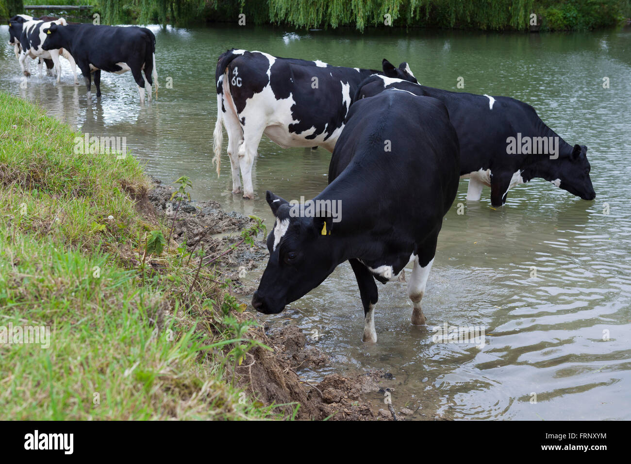 Cows drinking in river hi-res stock photography and images - Alamy