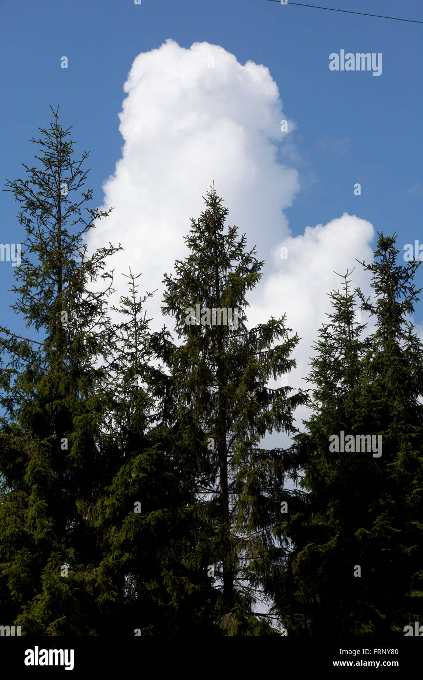 A huge white cloud rising in the sky behind fir trees in Wales Stock ...
