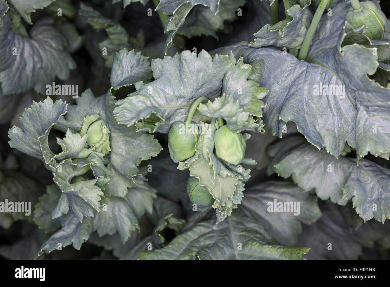 Large unopened poppy flower heads drooping on a large garden plant ...