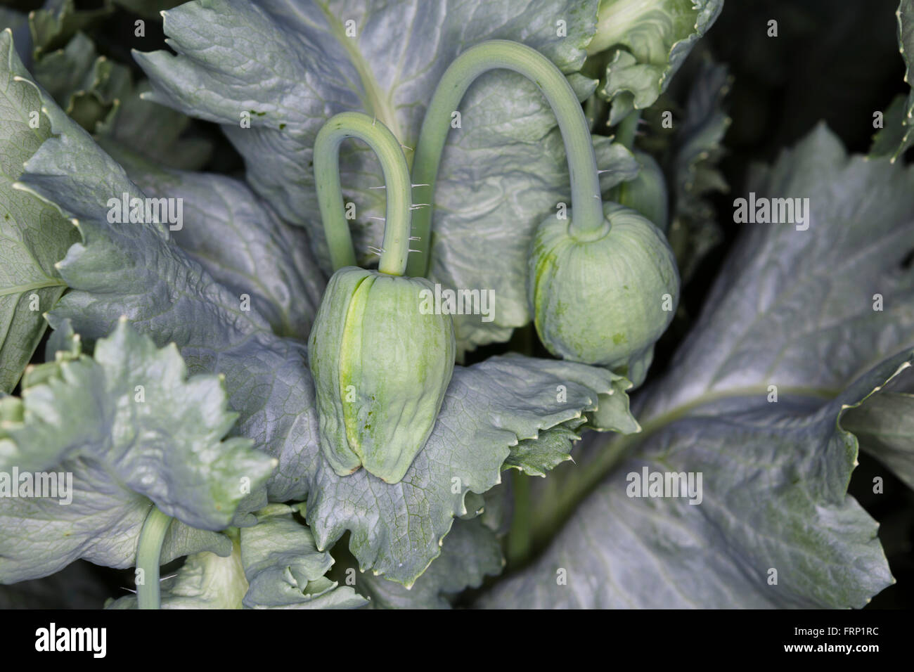 Drooping flower heads hi-res stock photography and images - Alamy