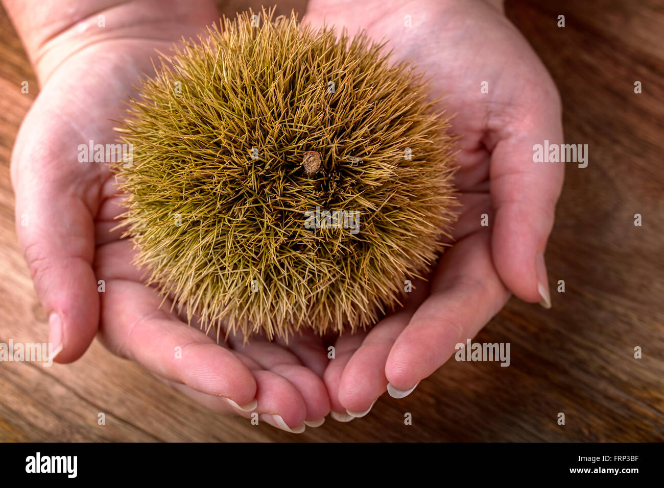 Chestnut natural wood fruit hi-res stock photography and images - Alamy