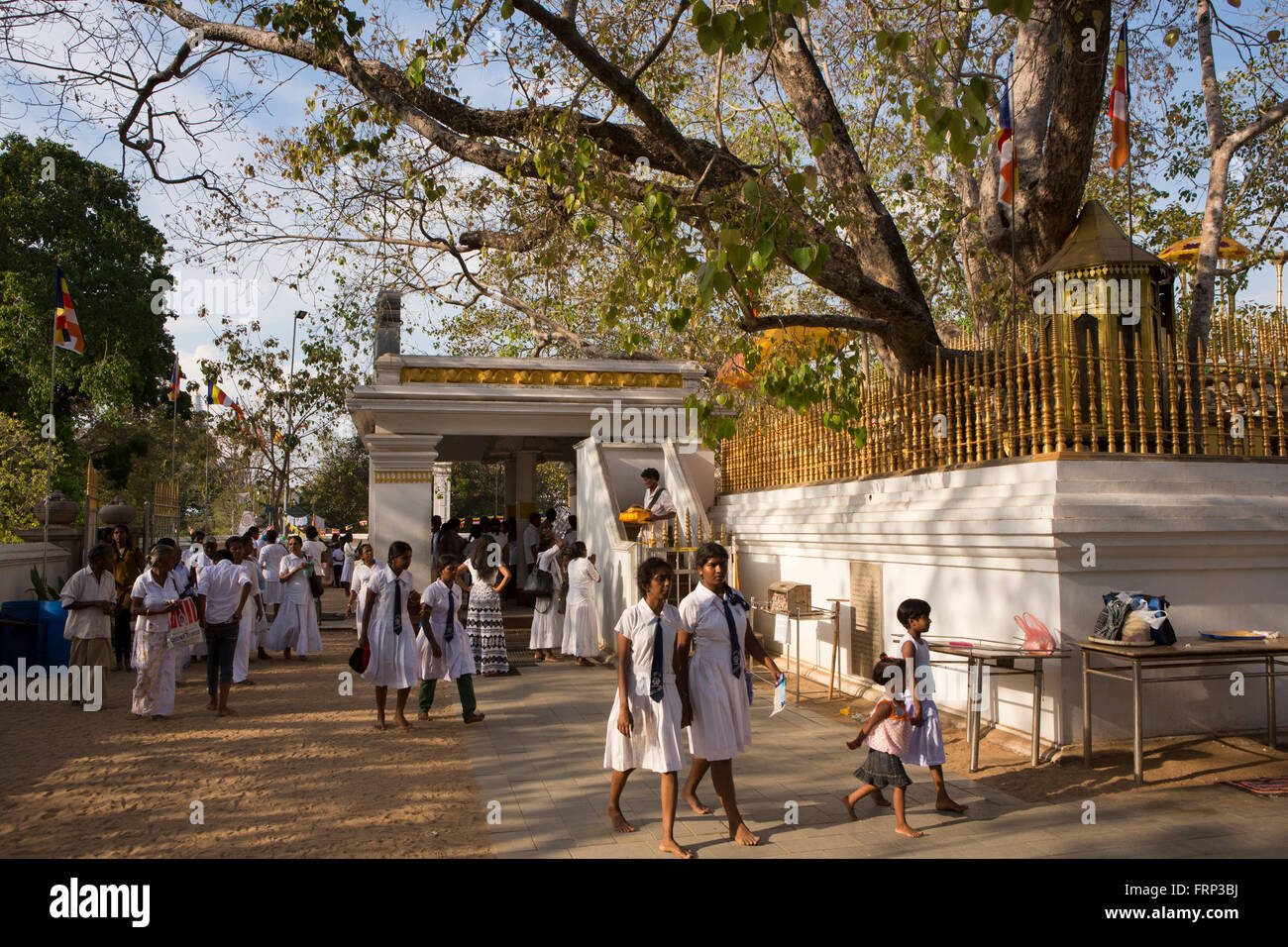 Sri Lanka, Anuradhapura, Sri Maha Bodi temple, sacred Bo tree, with ...