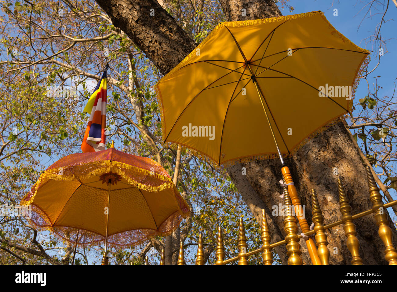 Sri Lanka, Anuradhapura, Sri Maha Bodi temple, Buddhist umbrellas at ...