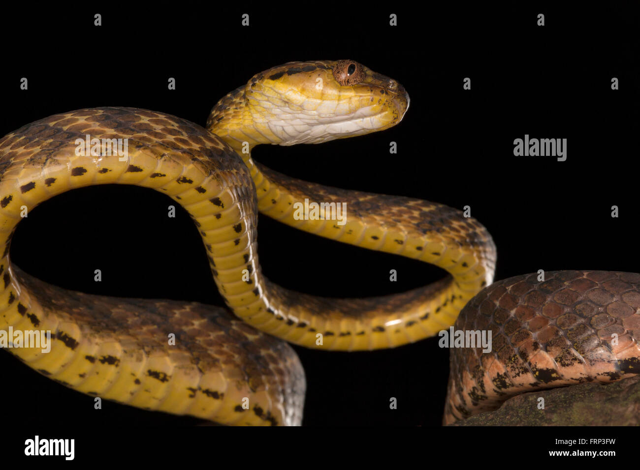 Cat snake, Boiga sp., Colubridae, Coorg, Karnataka, India Stock Photo ...
