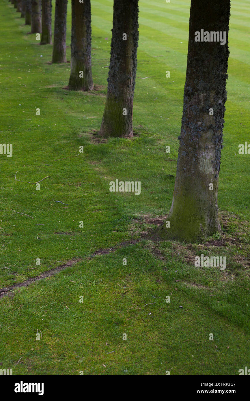 Unidentified peole walking behind a line of perfectly trimmed trees ...