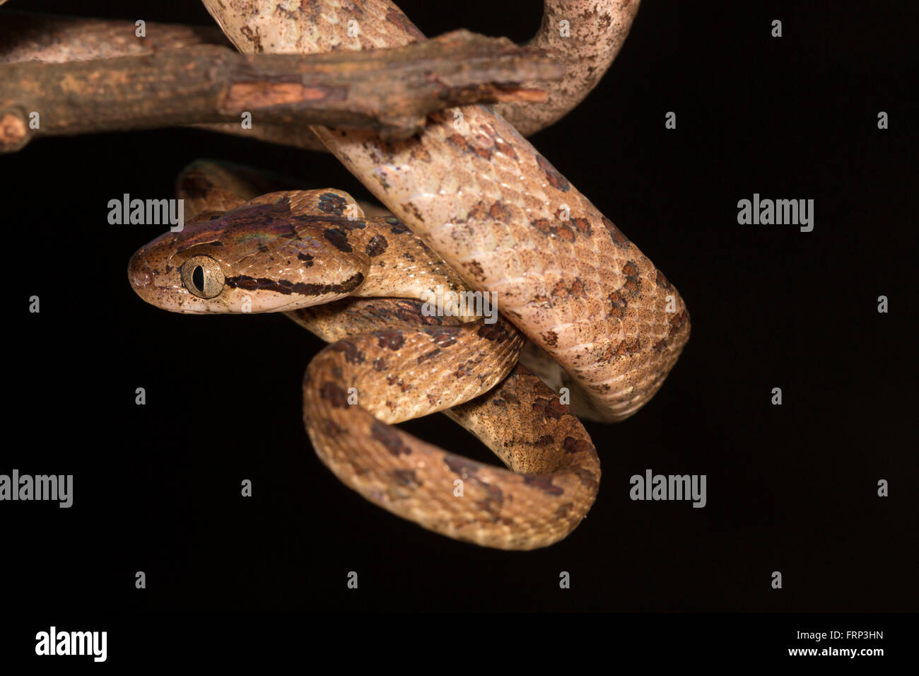 Venomous cat snake hi-res stock photography and images - Alamy