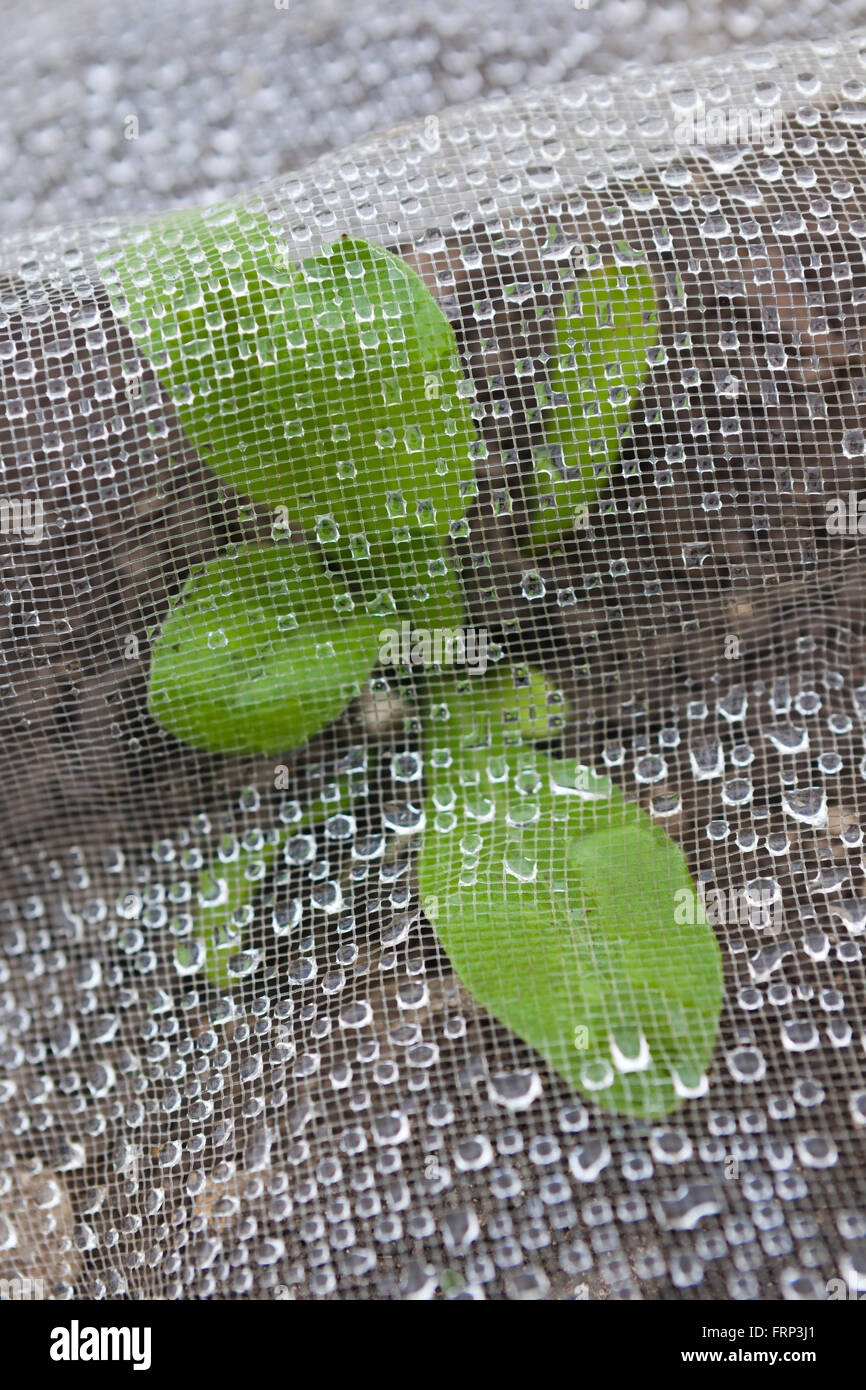 A fine mesh covering delicate plants on an allotment offers protection ...