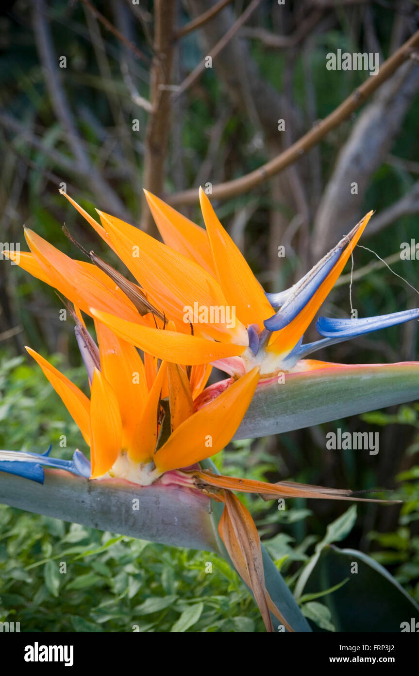 Bird of paradise flower Strelitzia Strelitziaceae orange bright ...