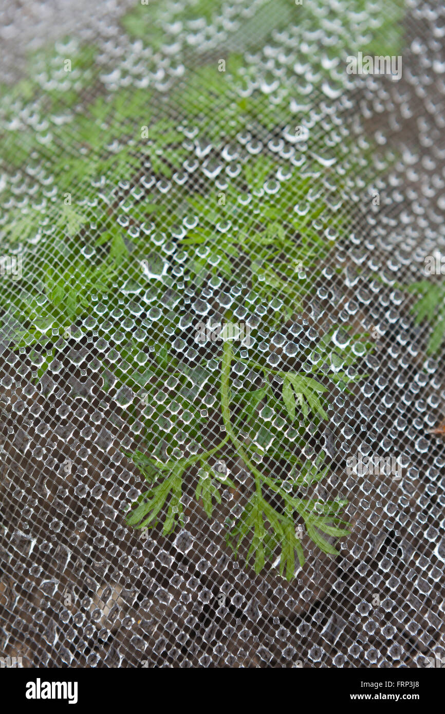 Protection from predators hi-res stock photography and images - Alamy